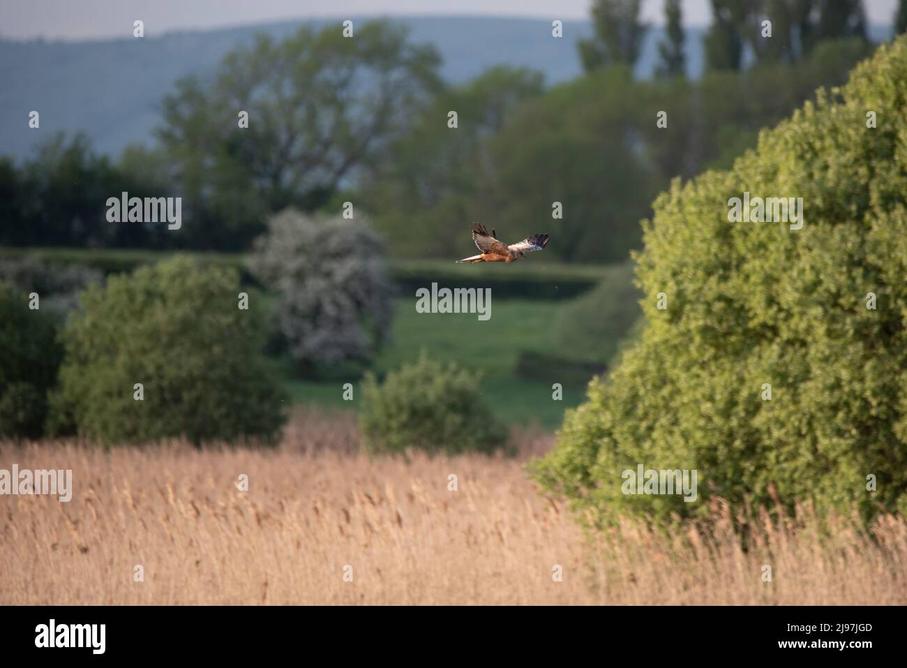 Beautiful image of Marsh Harrier Circus Aeruginosus raptor in flight ...