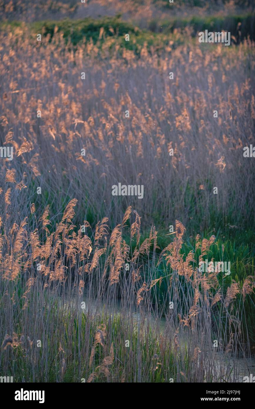 Beautiful Summer feel landscape of sunset over reed beds in Somerset ...