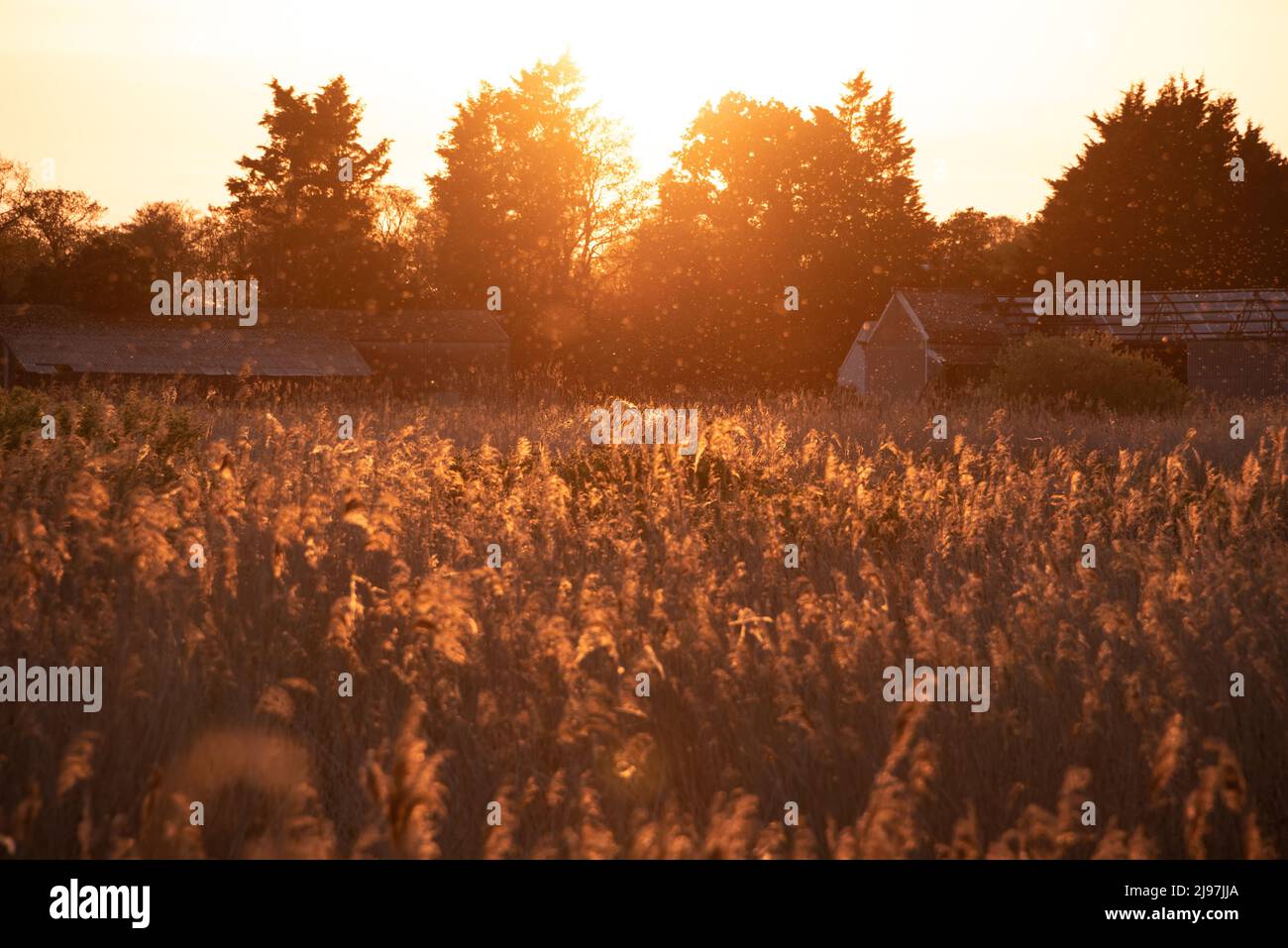 Beautiful Summer feel landscape of sunset over reed beds in Somerset ...
