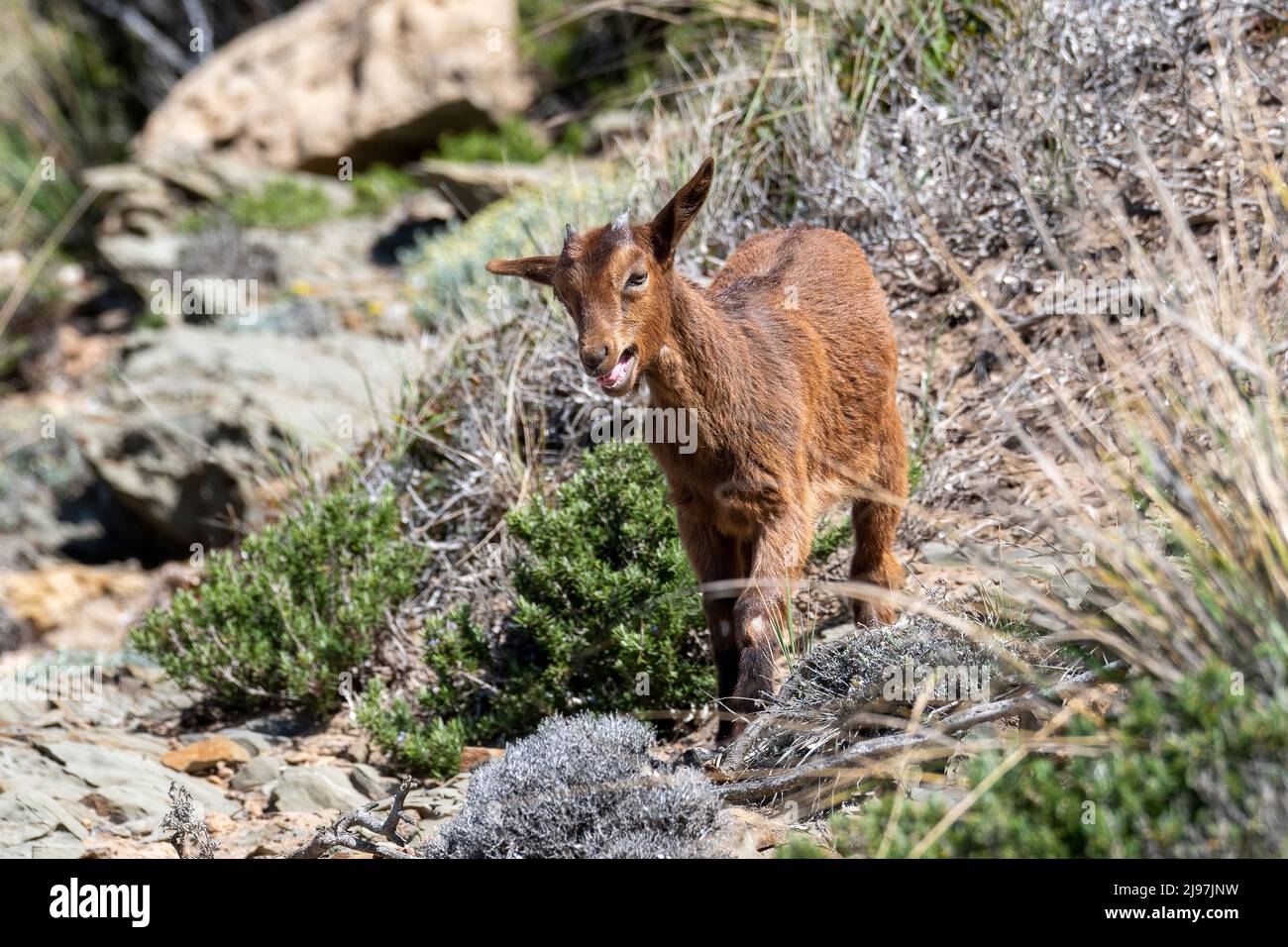 Kid (young goat) on the island of Menorca in the Balearic Islands Stock ...