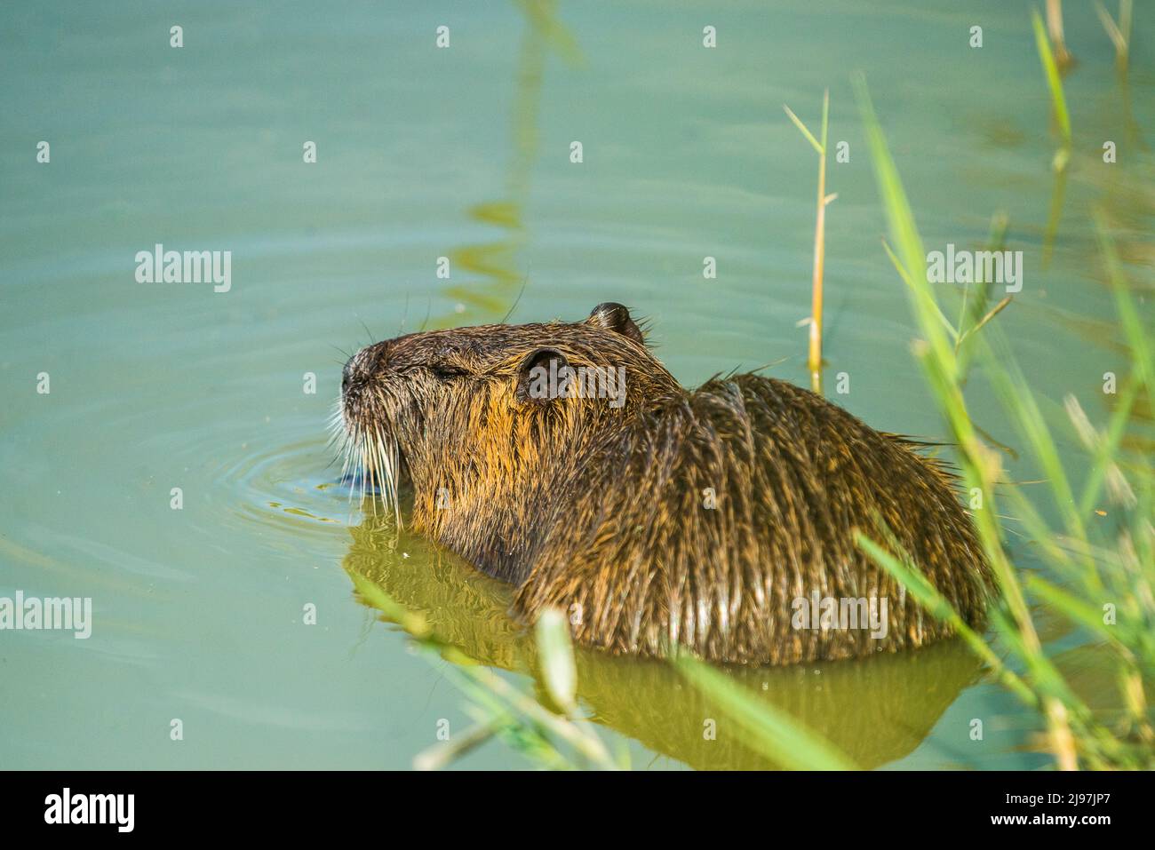 The nutria (Myocastor coypus), also known as the coypu, is a large ...