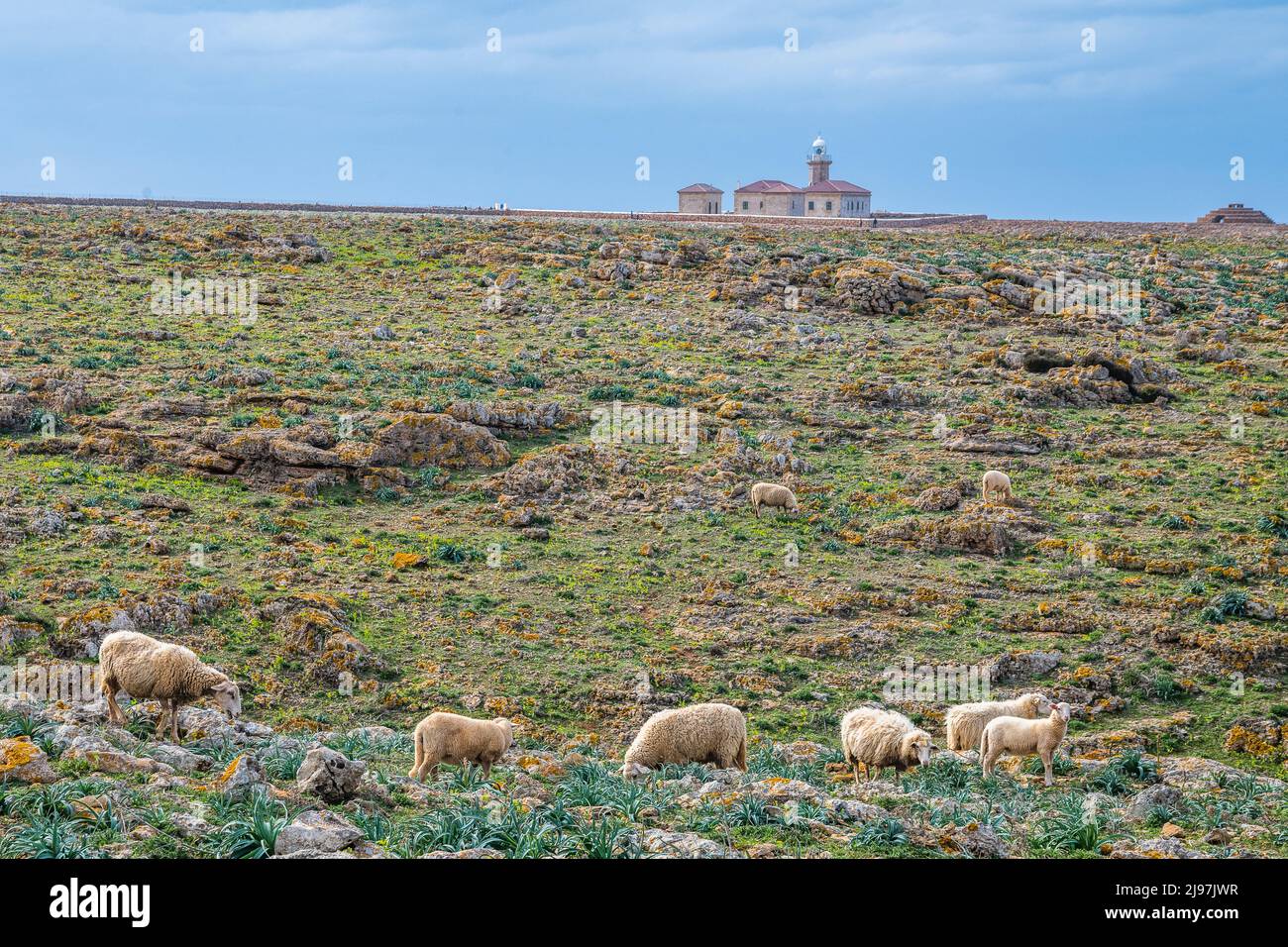 Domestic sheep on the Punta Nati in front of the lighthouse on this tip ...