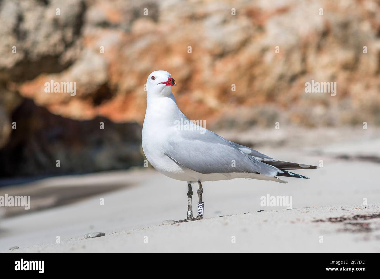 Audouin's gull (Ichthyaetus audouinii) is a large gull restricted to ...