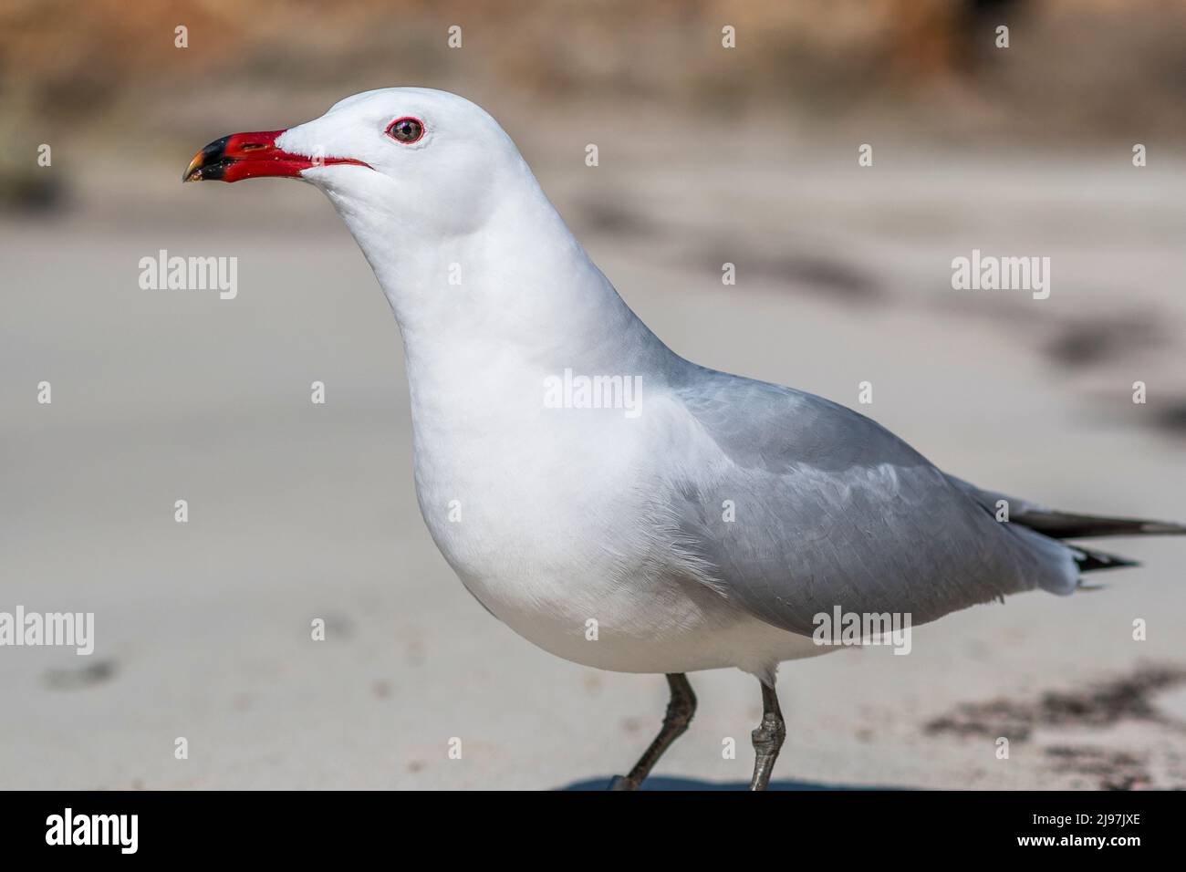 Audouin's gull (Ichthyaetus audouinii) is a large gull restricted to ...