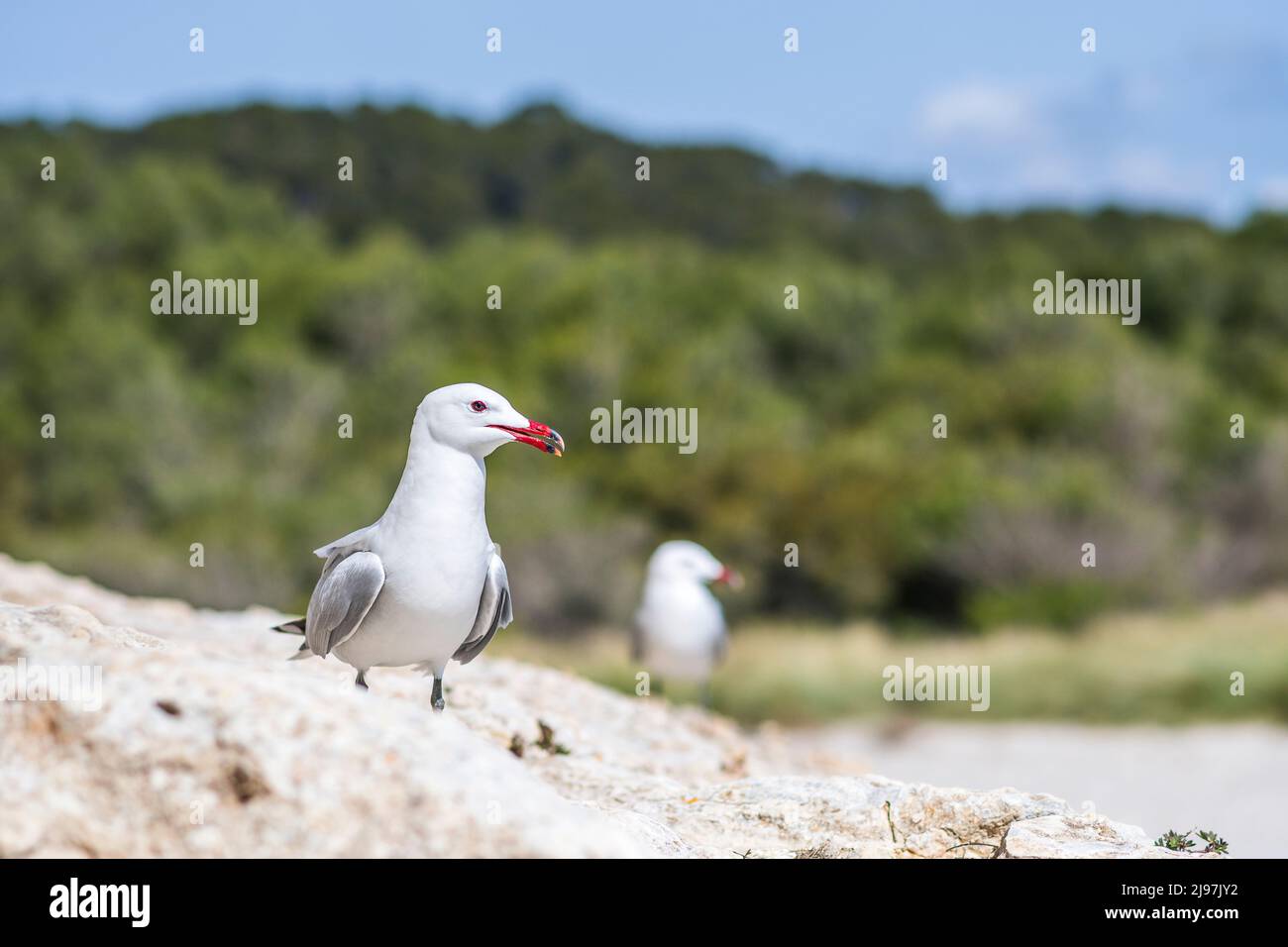 Birds of menorca hi-res stock photography and images - Alamy