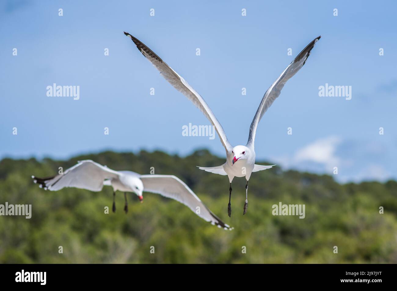 Audouin's gull (Ichthyaetus audouinii) is a large gull restricted to ...