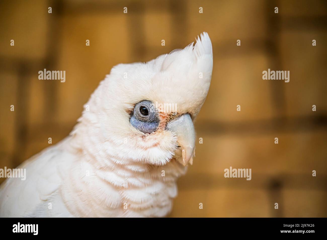 The white cockatoo (Cacatua alba), also known as the umbrella cockatoo ...
