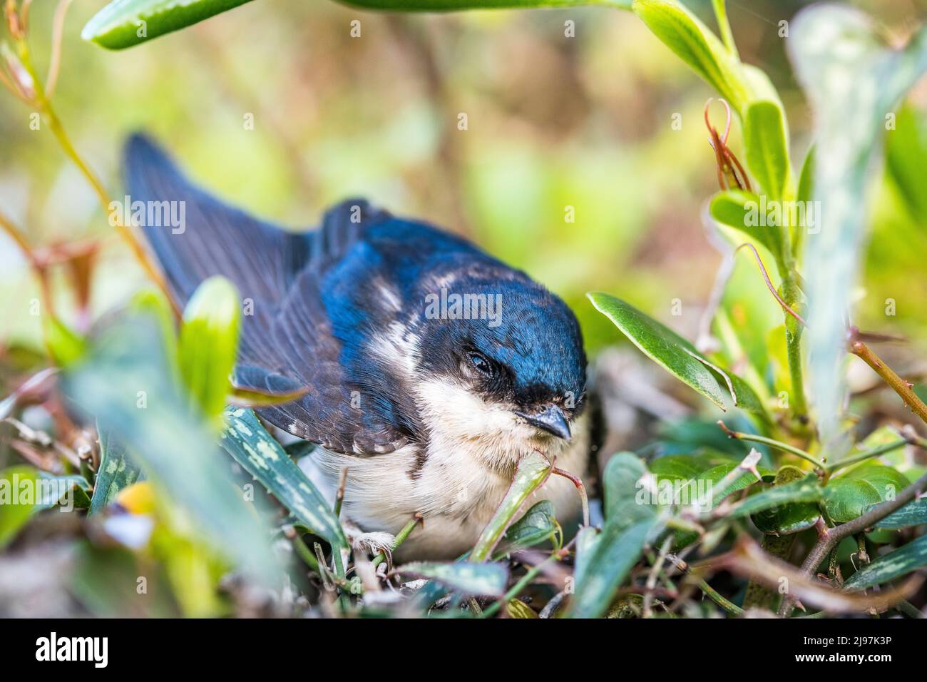 Common house martin (Delichon urbicum or Delichon urbica) rests after a ...
