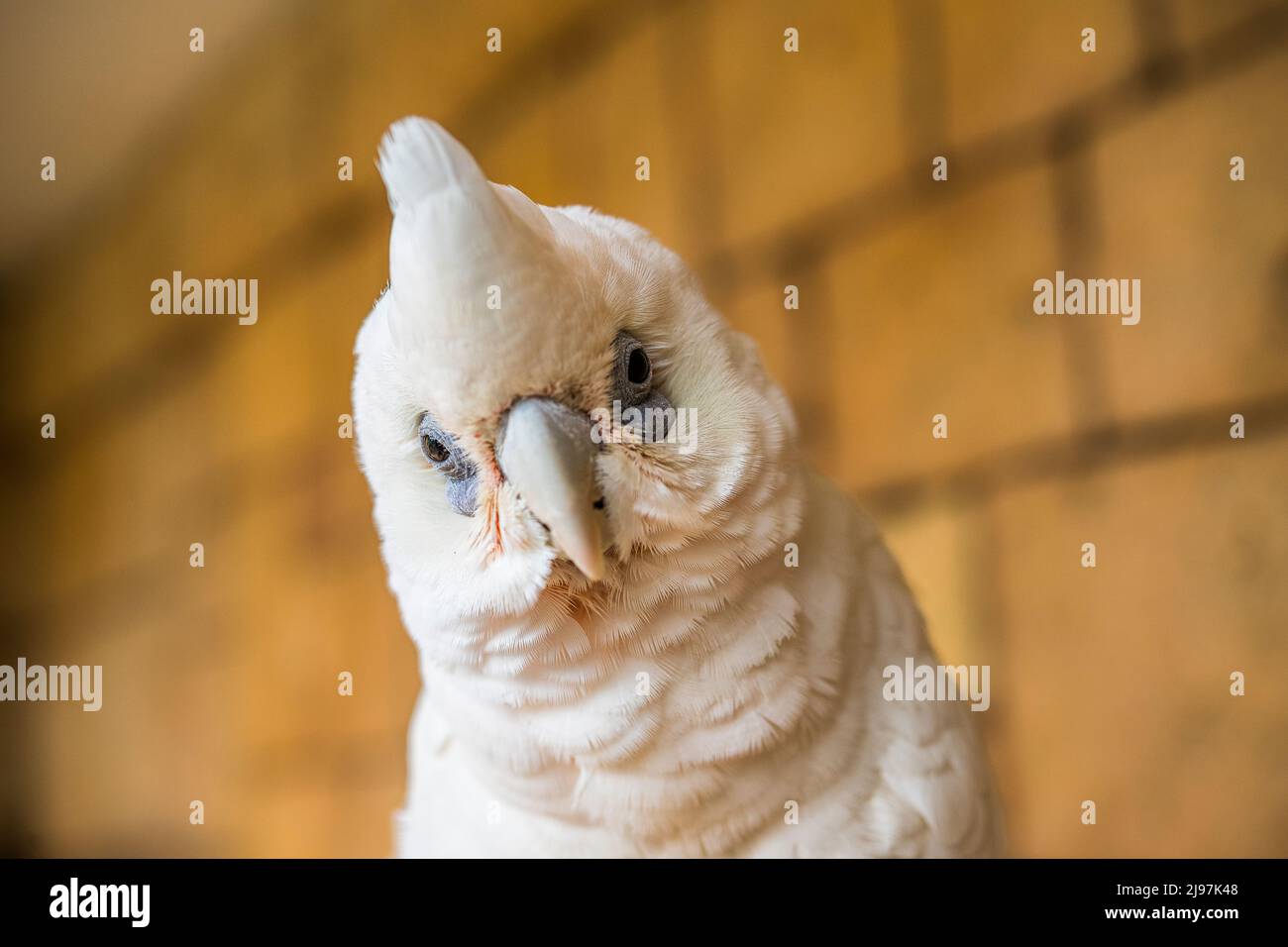 The white cockatoo (Cacatua alba), also known as the umbrella cockatoo ...