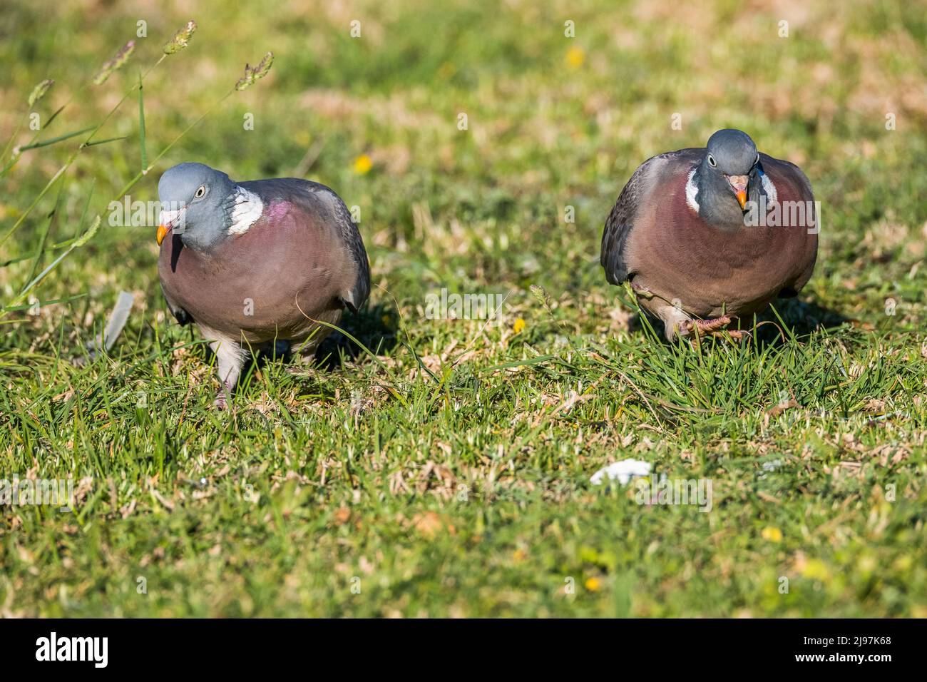 Common wood pigeon or common woodpigeon (Columba palumbus), also known ...