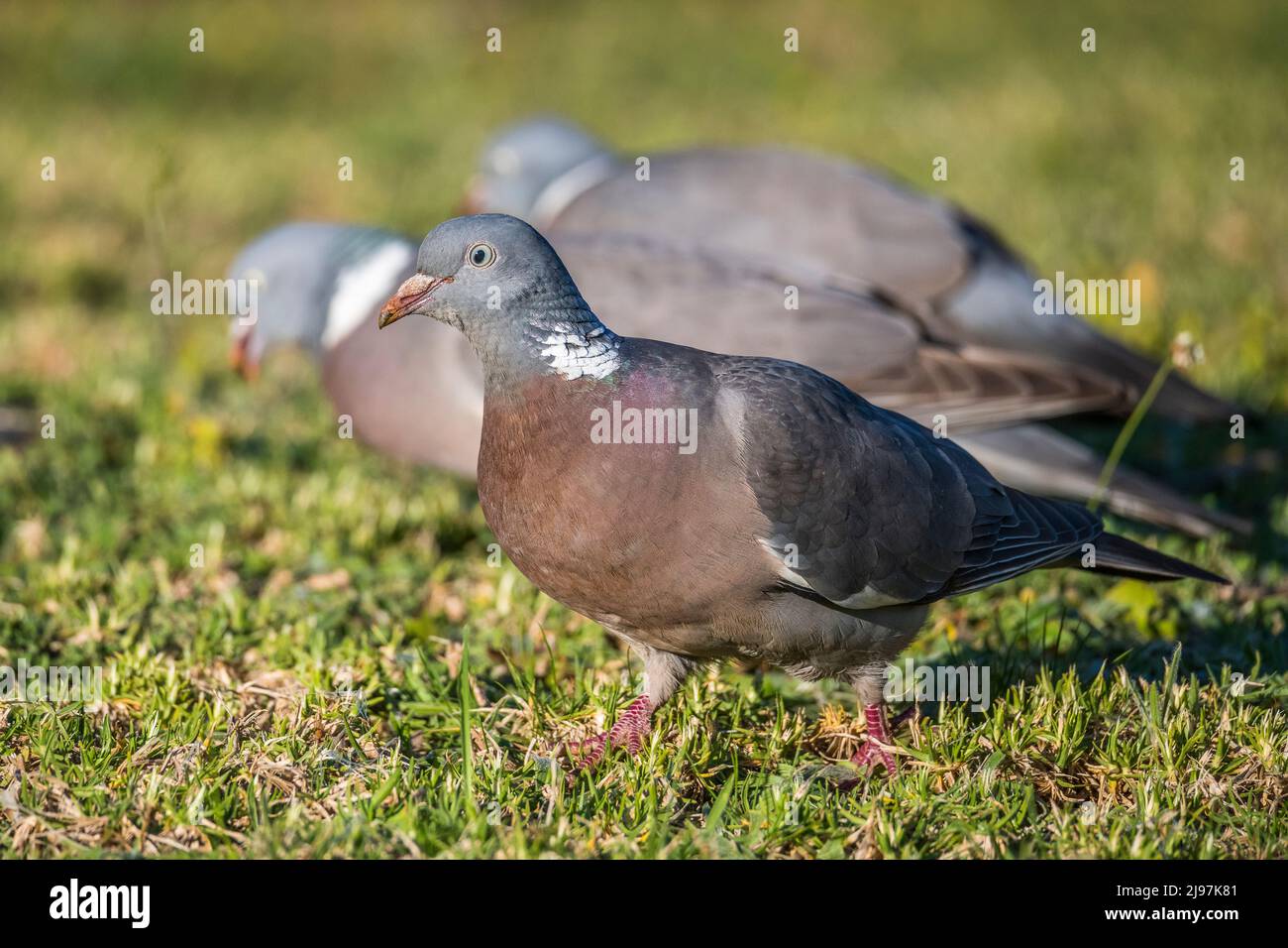 Common wood pigeon or common woodpigeon (Columba palumbus), also known as simply wood pigeon or ...