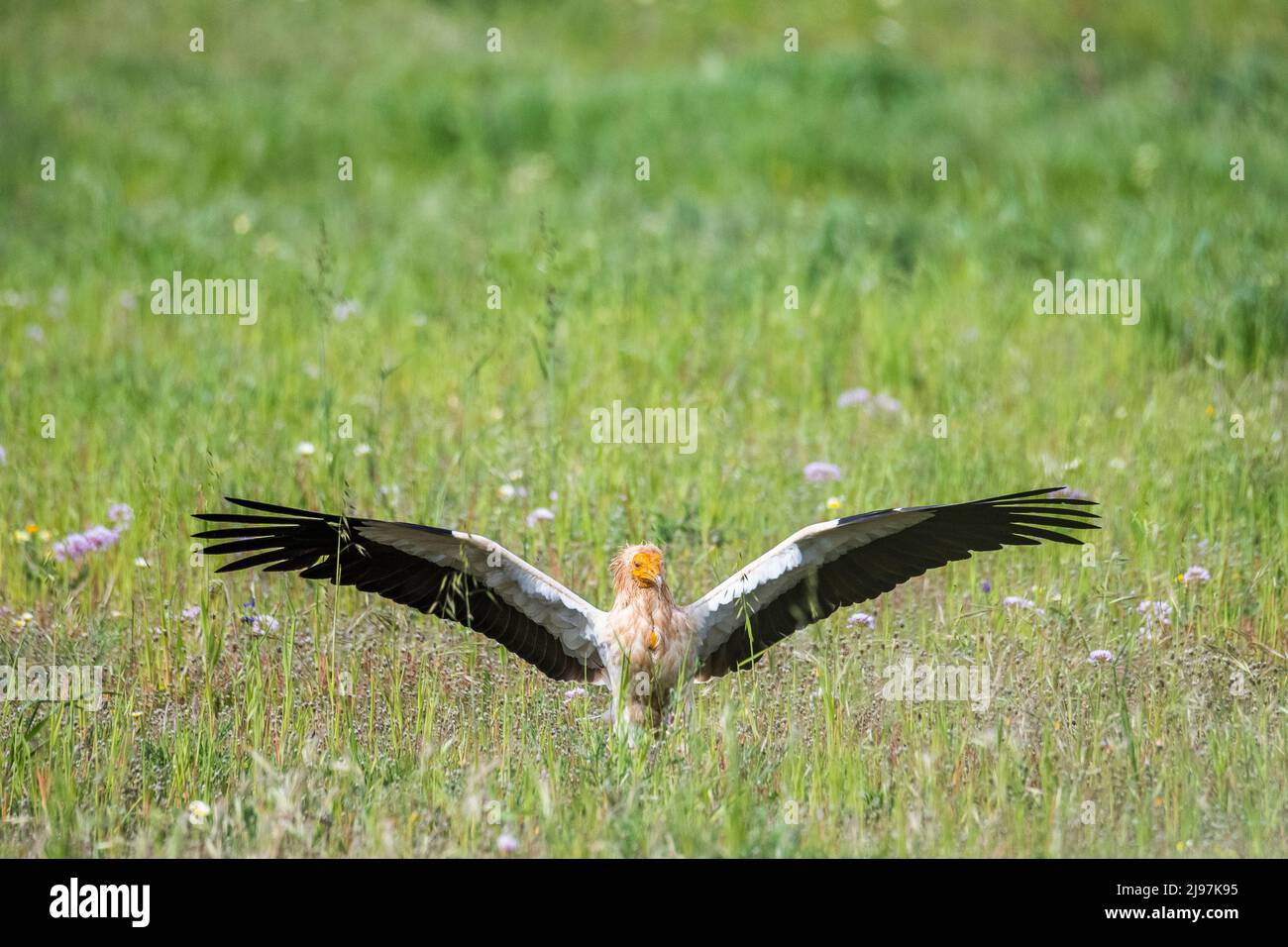 Egyptian vulture (Neophron percnopterus), also called the white ...