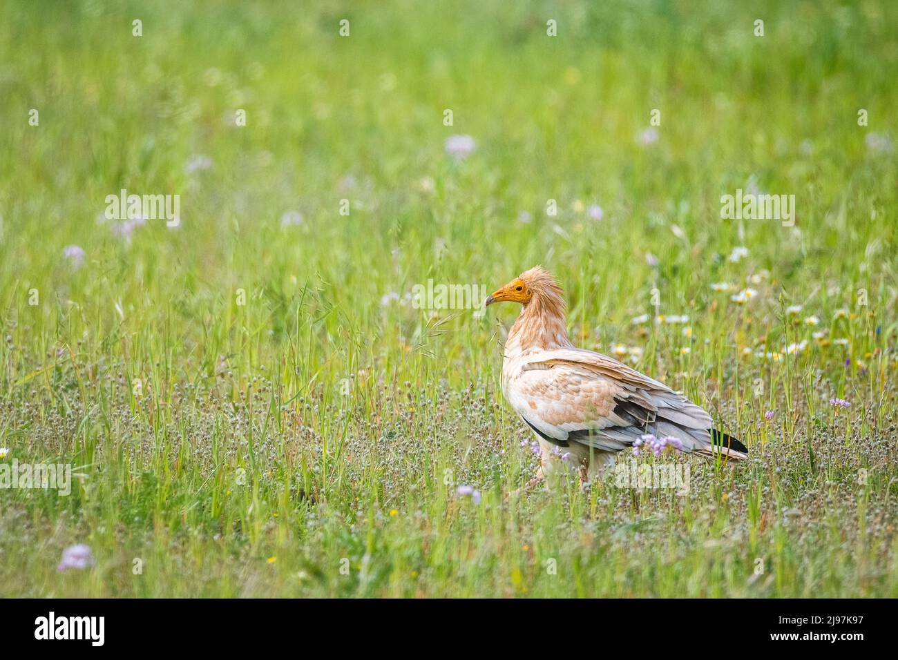 Egyptian vulture (Neophron percnopterus), also called the white ...