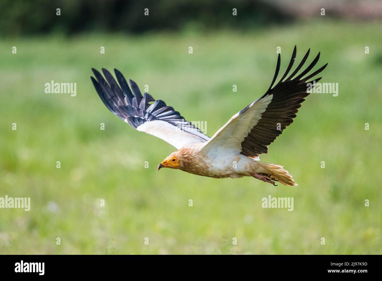 Egyptian vulture (Neophron percnopterus), also called the white ...