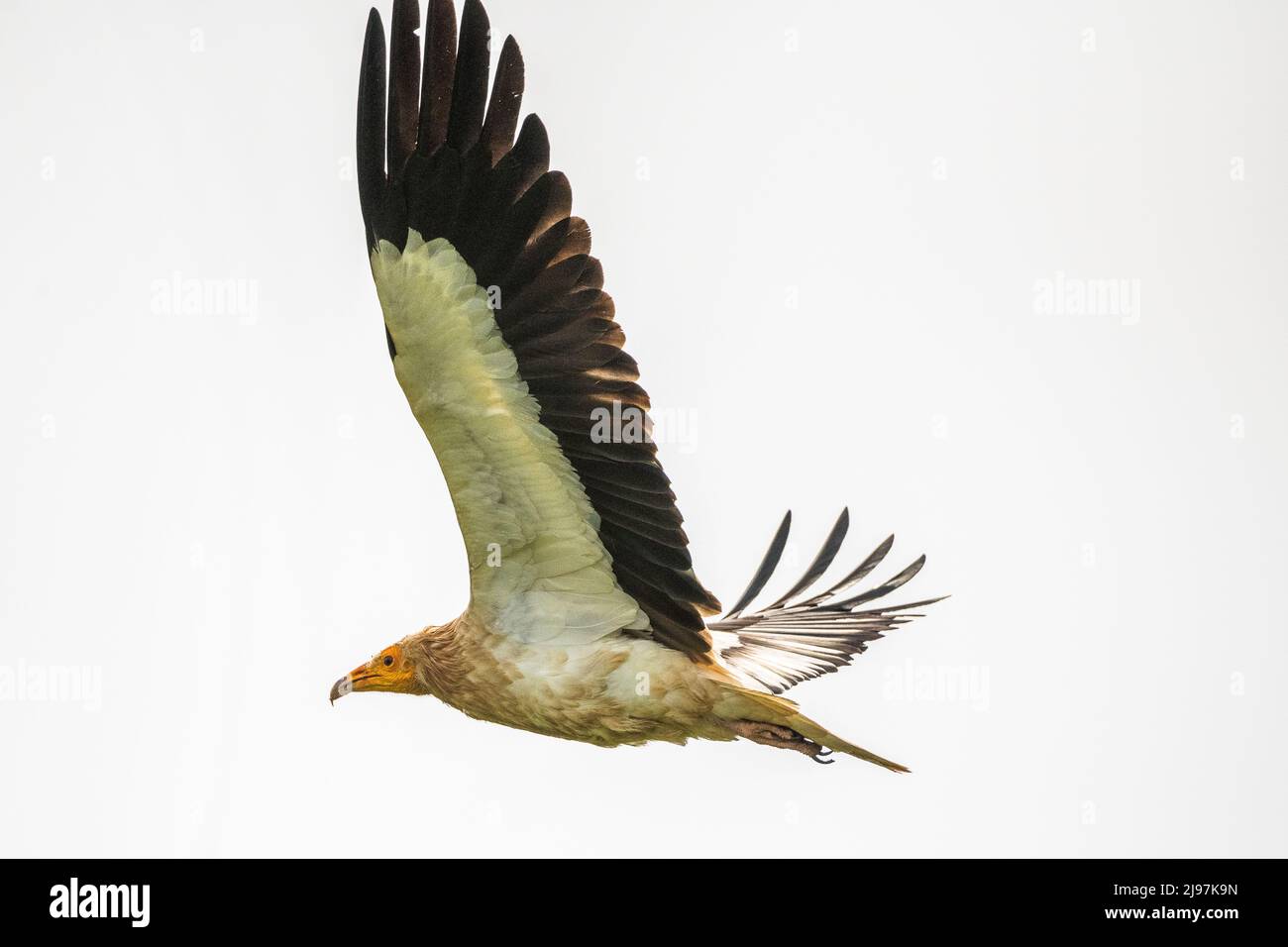 Egyptian vulture (Neophron percnopterus), also called the white ...