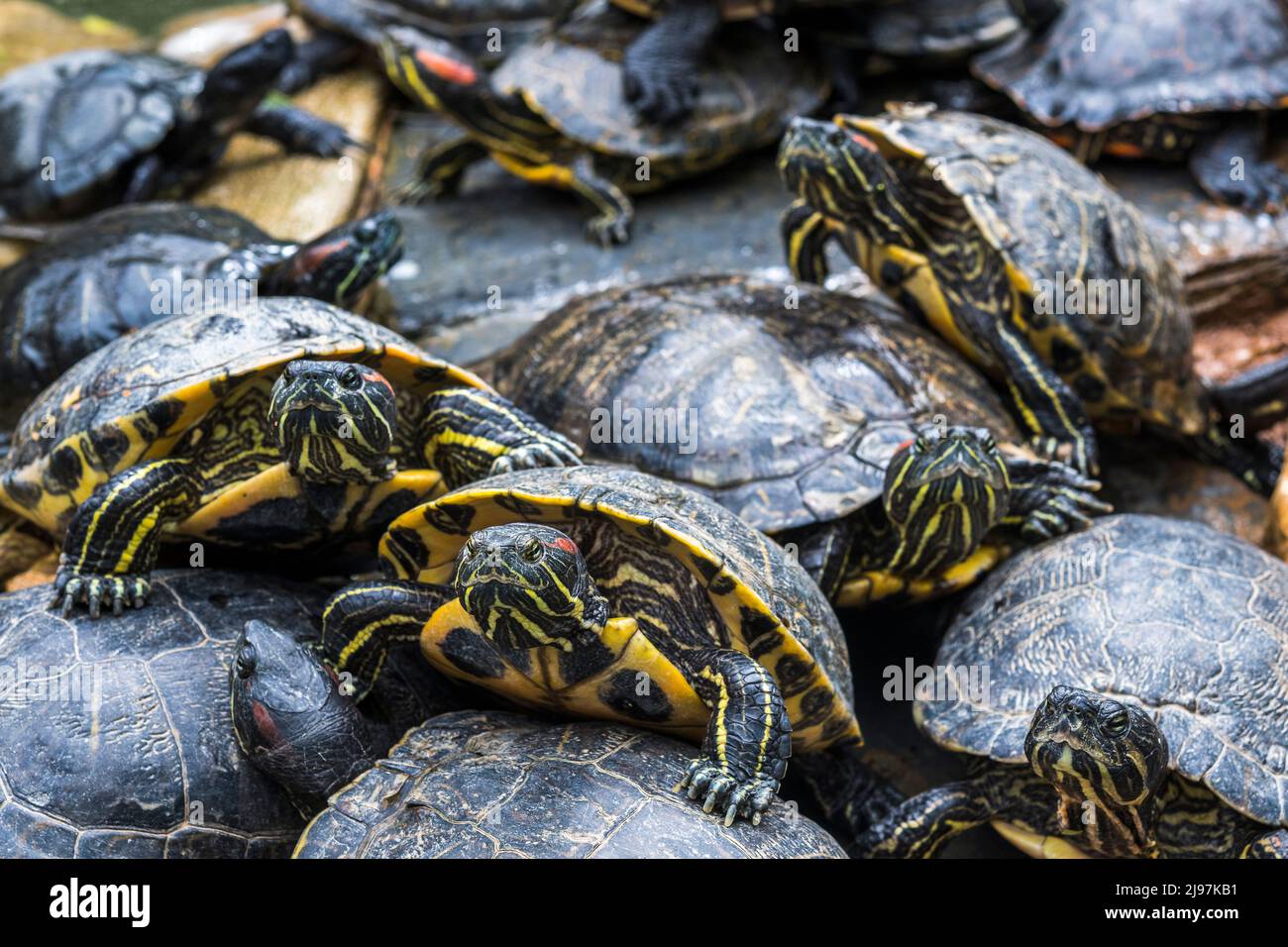 The red-eared slider or red-eared terrapin (Trachemys scripta elegans ...
