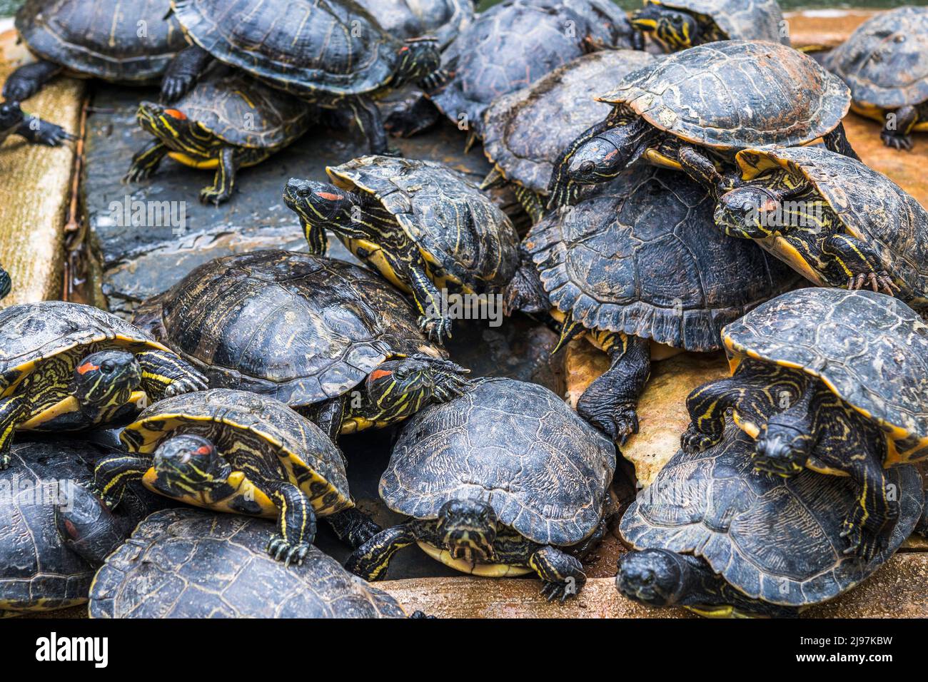The red-eared slider or red-eared terrapin (Trachemys scripta elegans ...
