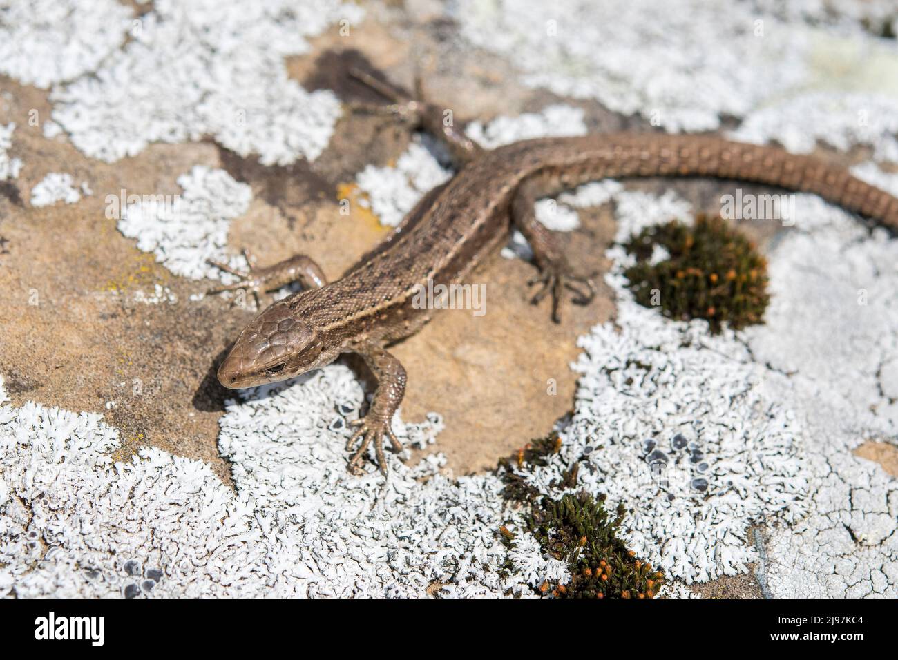 The viviparous lizard, or common lizard, (Zootoca vivipara, formerly ...