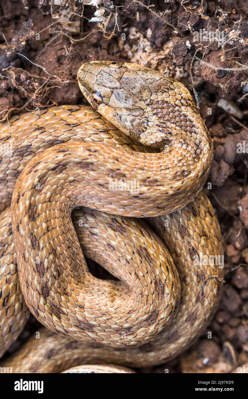 False Smooth Snake (Macroprotodon mauritanicus Stock Photo - Alamy