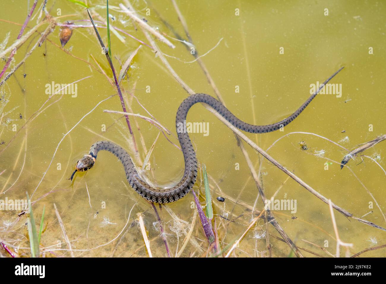 Barred Grass Snake (Natrix helvetica helvetica), young Stock Photo - Alamy