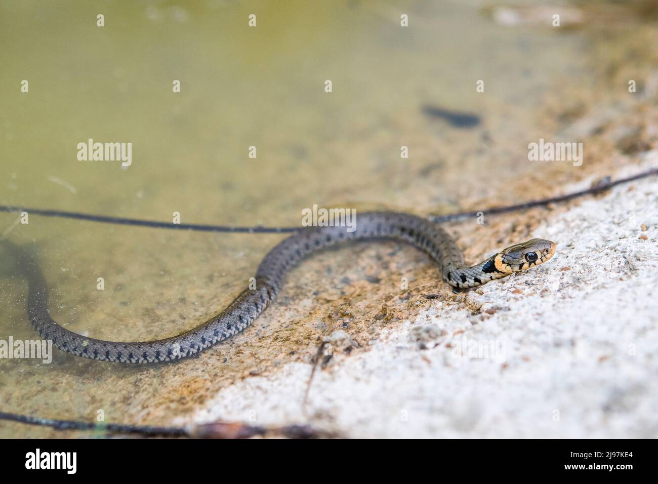 Barred Grass Snake (Natrix helvetica helvetica), young Stock Photo - Alamy