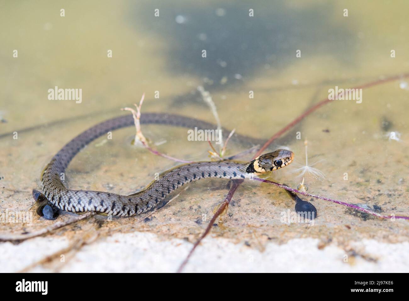 Barred Grass Snake (Natrix helvetica helvetica), young Stock Photo - Alamy