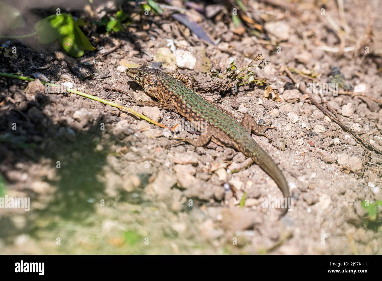 Podarcis lilfordi ssp. balearica, Lilford's Wall Lizard, subspecies ...