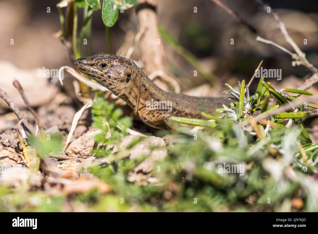 Balearica islands hi-res stock photography and images - Alamy
