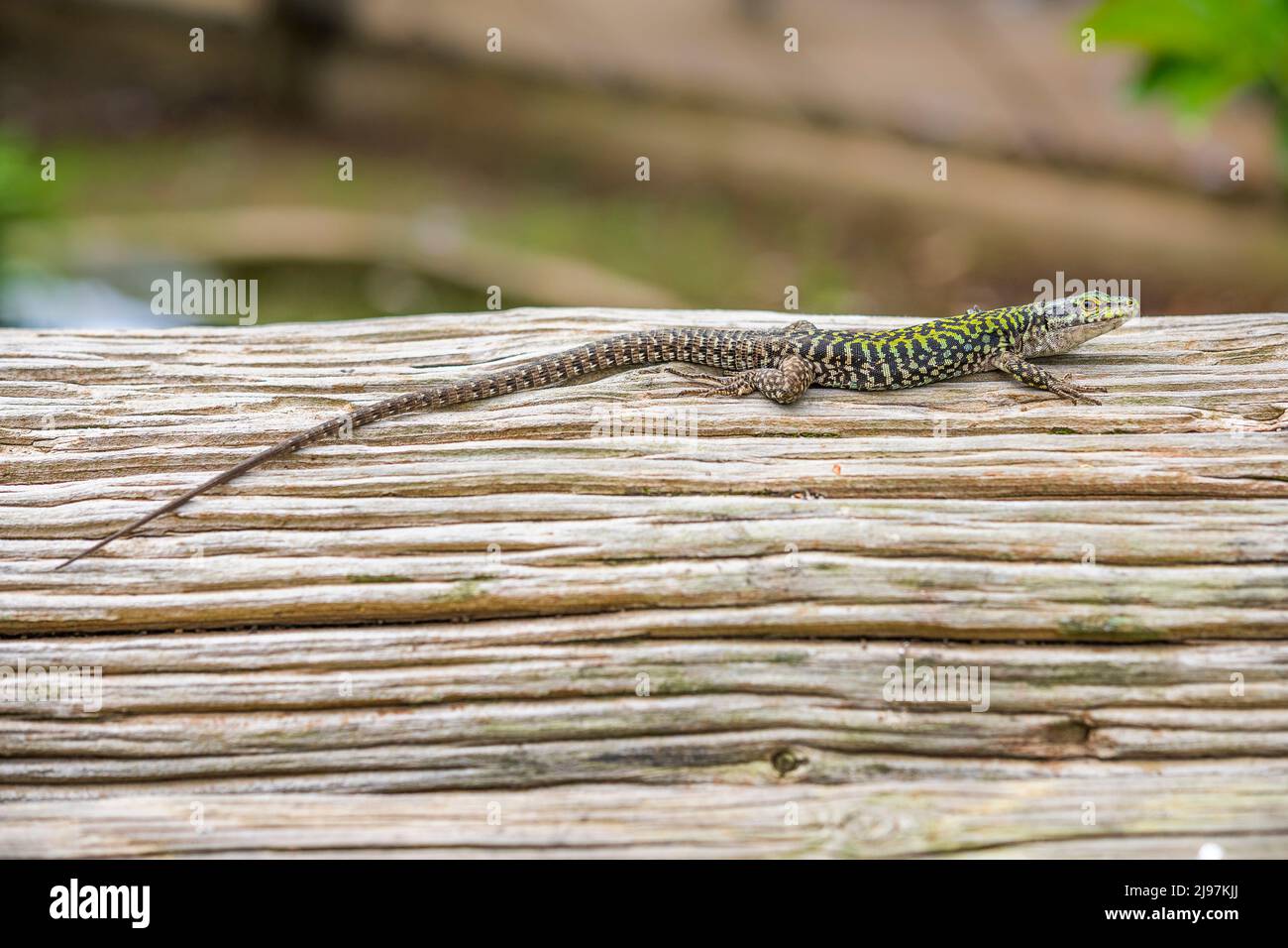 The Italian wall lizard or ruin lizard (Podarcis siculus), male Stock ...