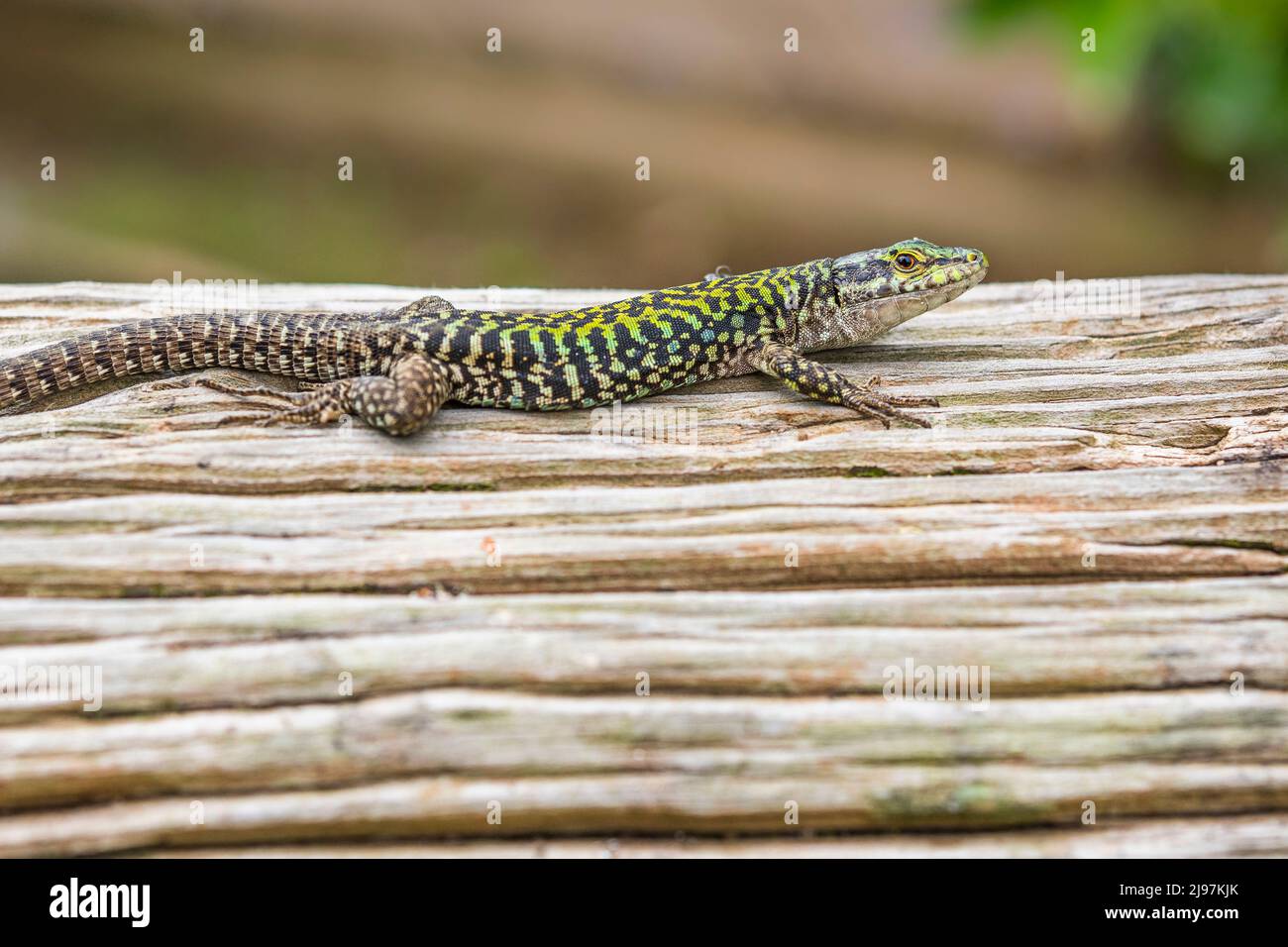 The Italian wall lizard or ruin lizard (Podarcis siculus), male Stock ...