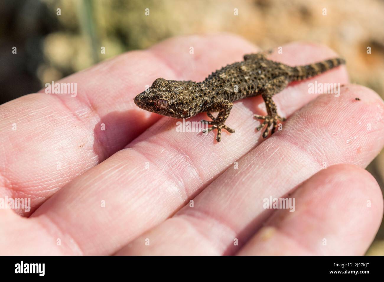 Tarentola mauritanica, known as the common wall gecko, is a species of ...
