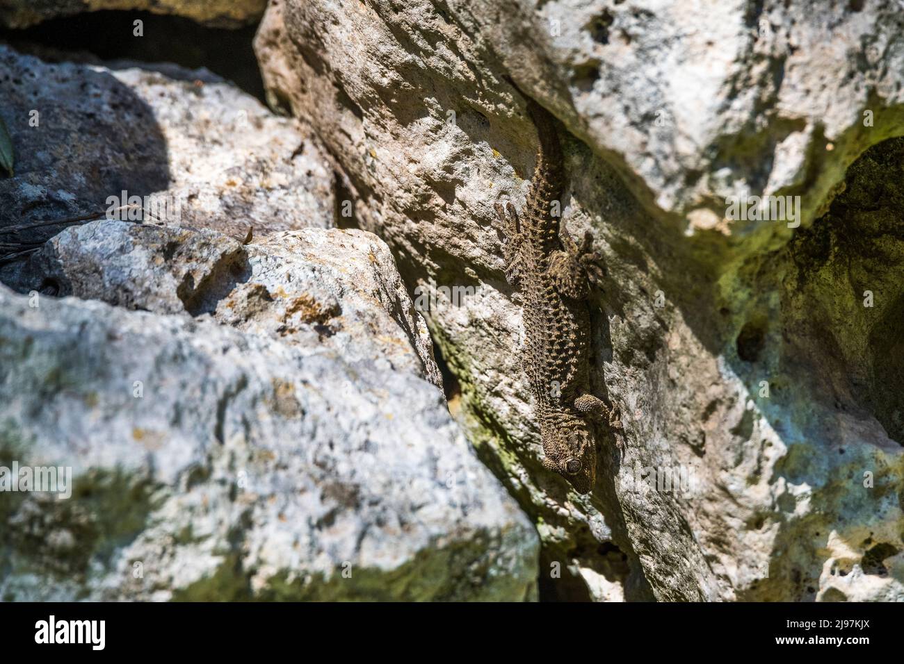 Tarentola mauritanica, known as the common wall gecko, is a species of ...