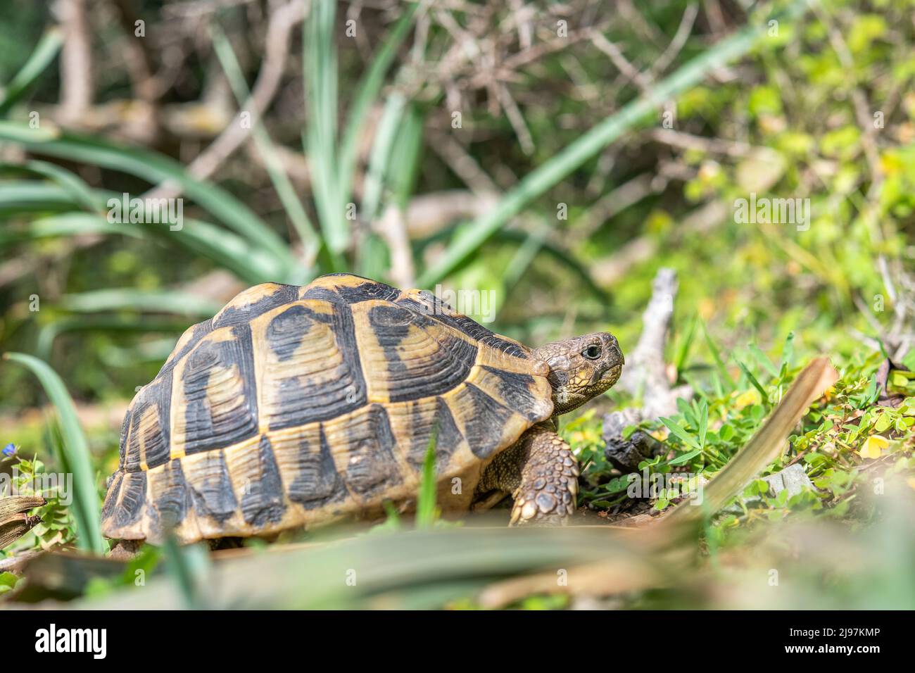 Western Hermann's tortoise (Testudo hermanni hermanni Stock Photo - Alamy