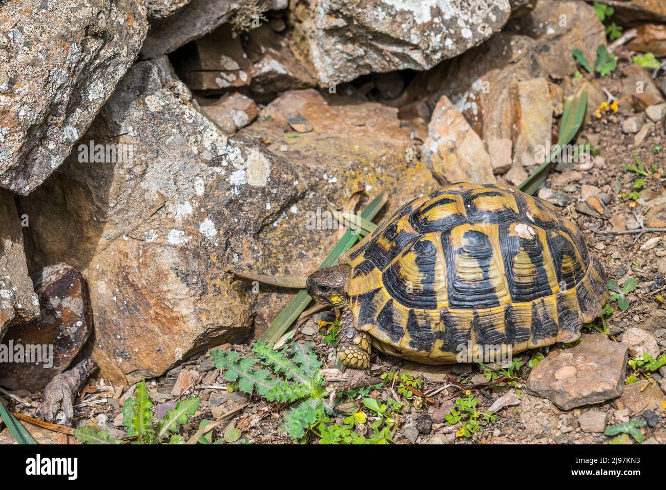 Hermann's tortoise western hi-res stock photography and images - Alamy