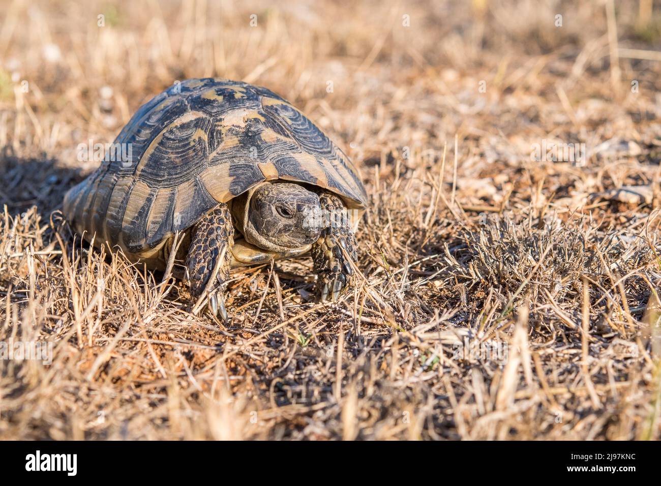 Hermann's tortoise (Testudo hermanni Stock Photo - Alamy