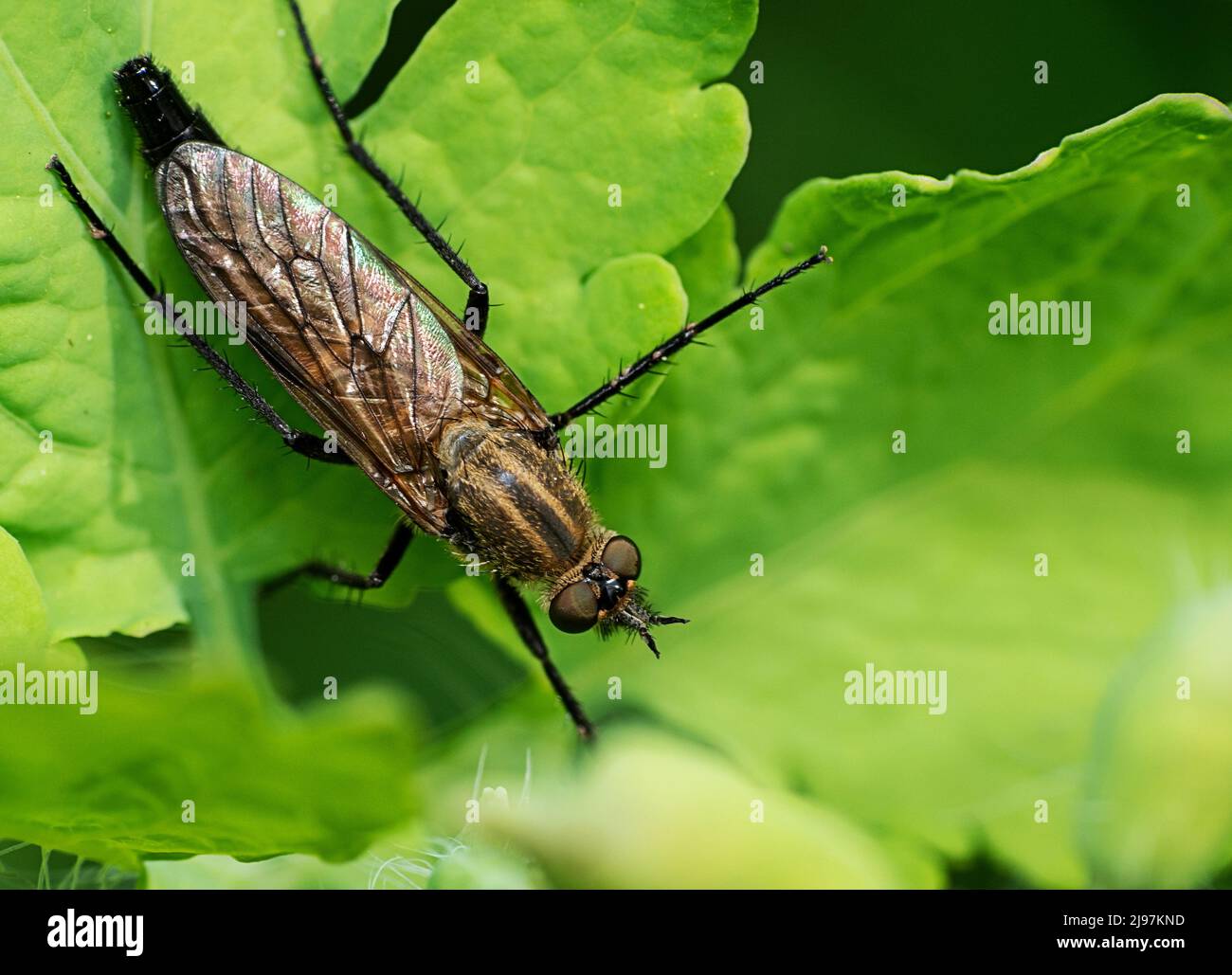Insecta animalia hi-res stock photography and images - Alamy