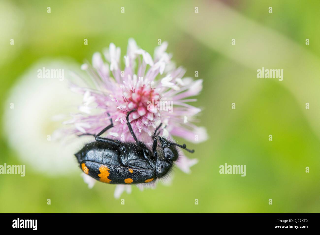 Species of beetles hi-res stock photography and images - Alamy