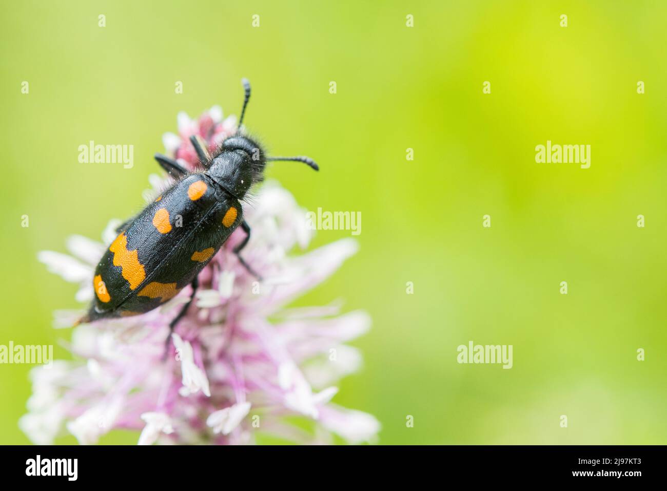 Hycleus polymorphus is a species of Blister Beetles belonging to the ...