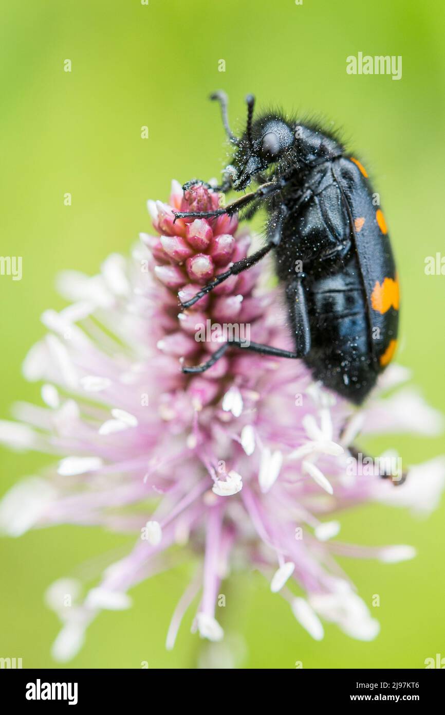 Species of beetles hi-res stock photography and images - Alamy
