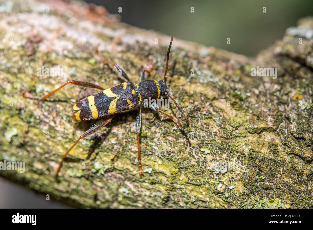 Clytus arietis, the wasp beetle, is a wasp-mimicking longhorn beetle ...