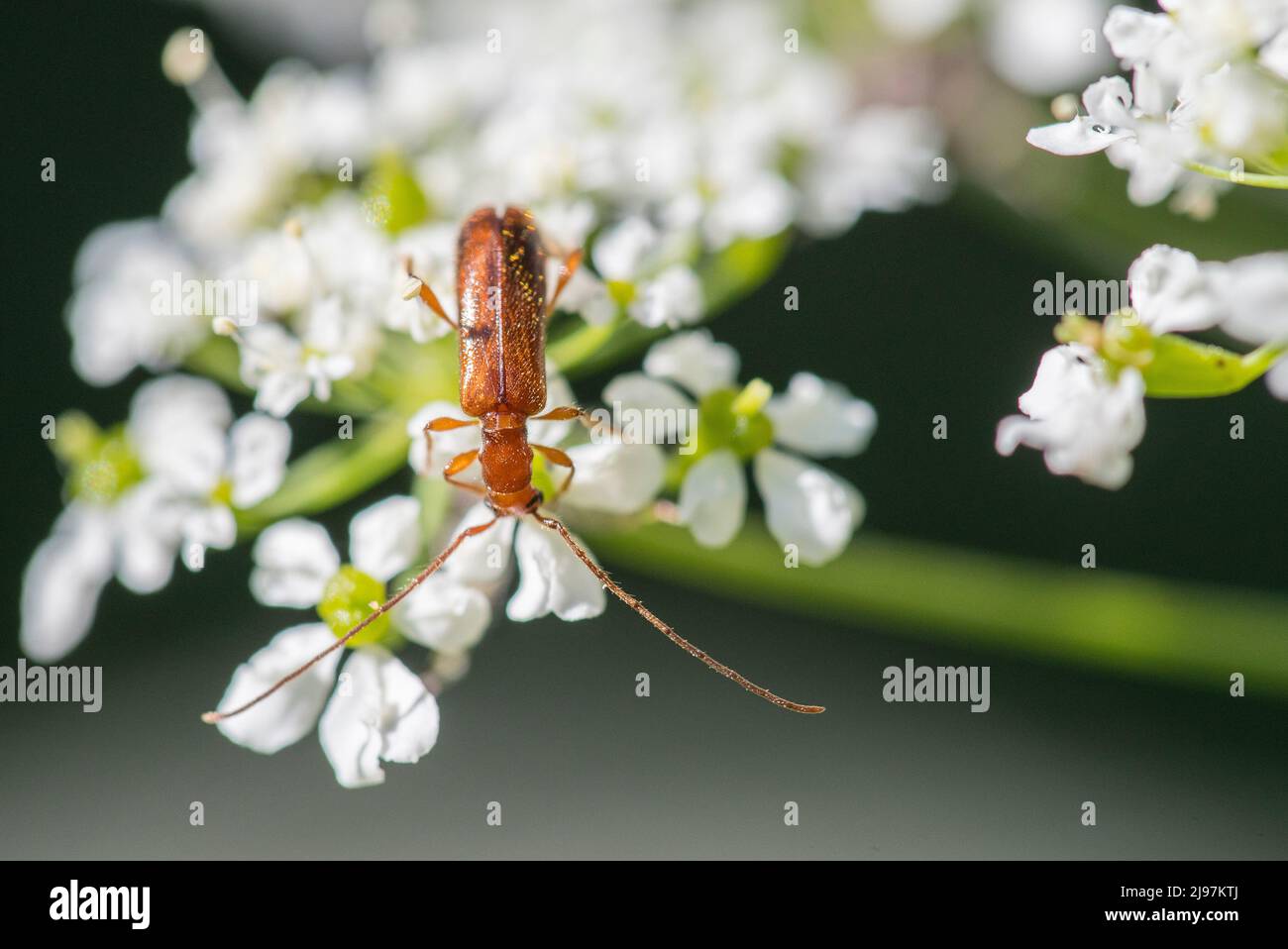 Obrium brunneum is a species of longhorn beetles in the tribe Obriini ...