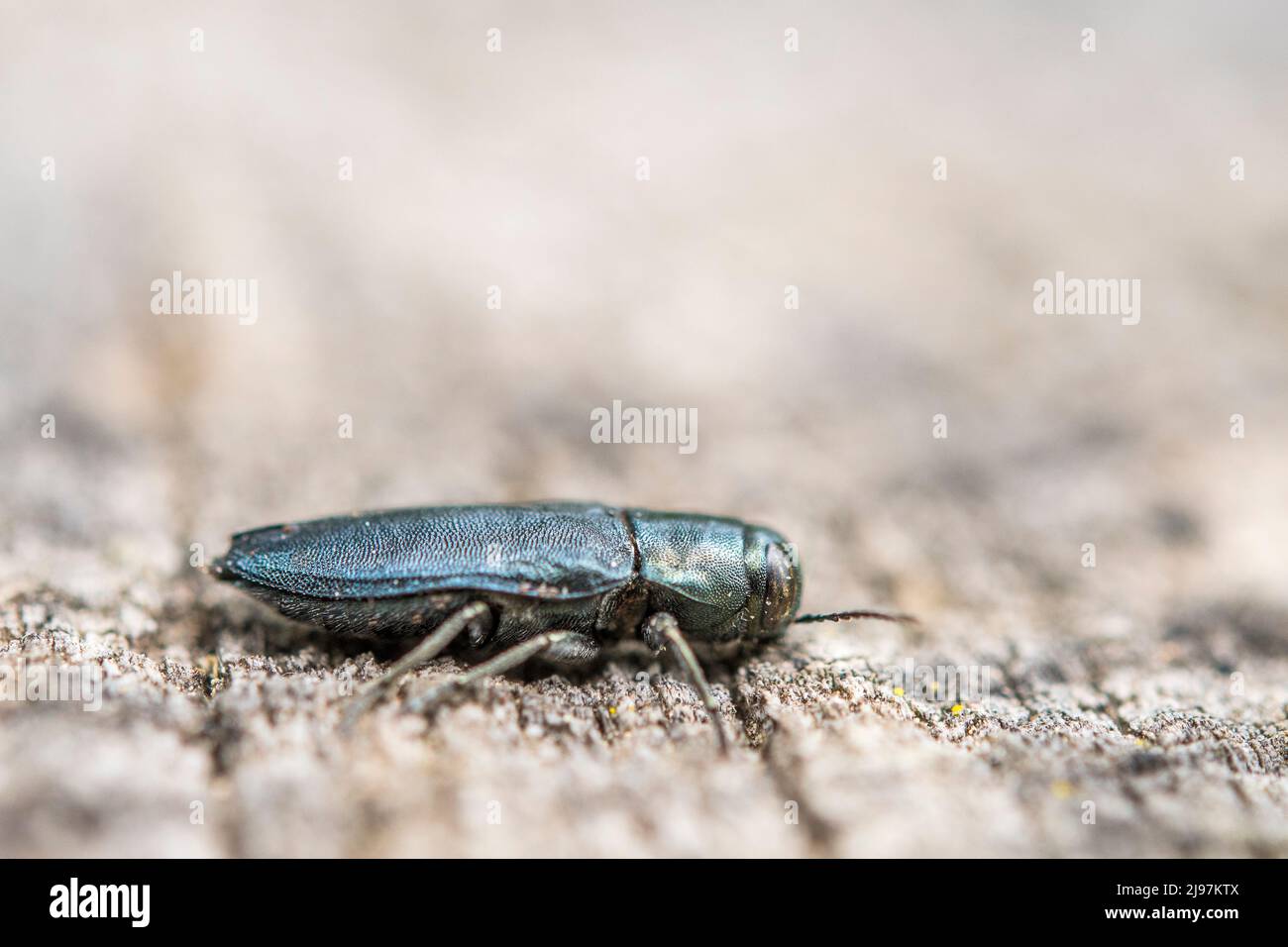 Phaenops cyanea, a beetle, buprestidae Stock Photo - Alamy