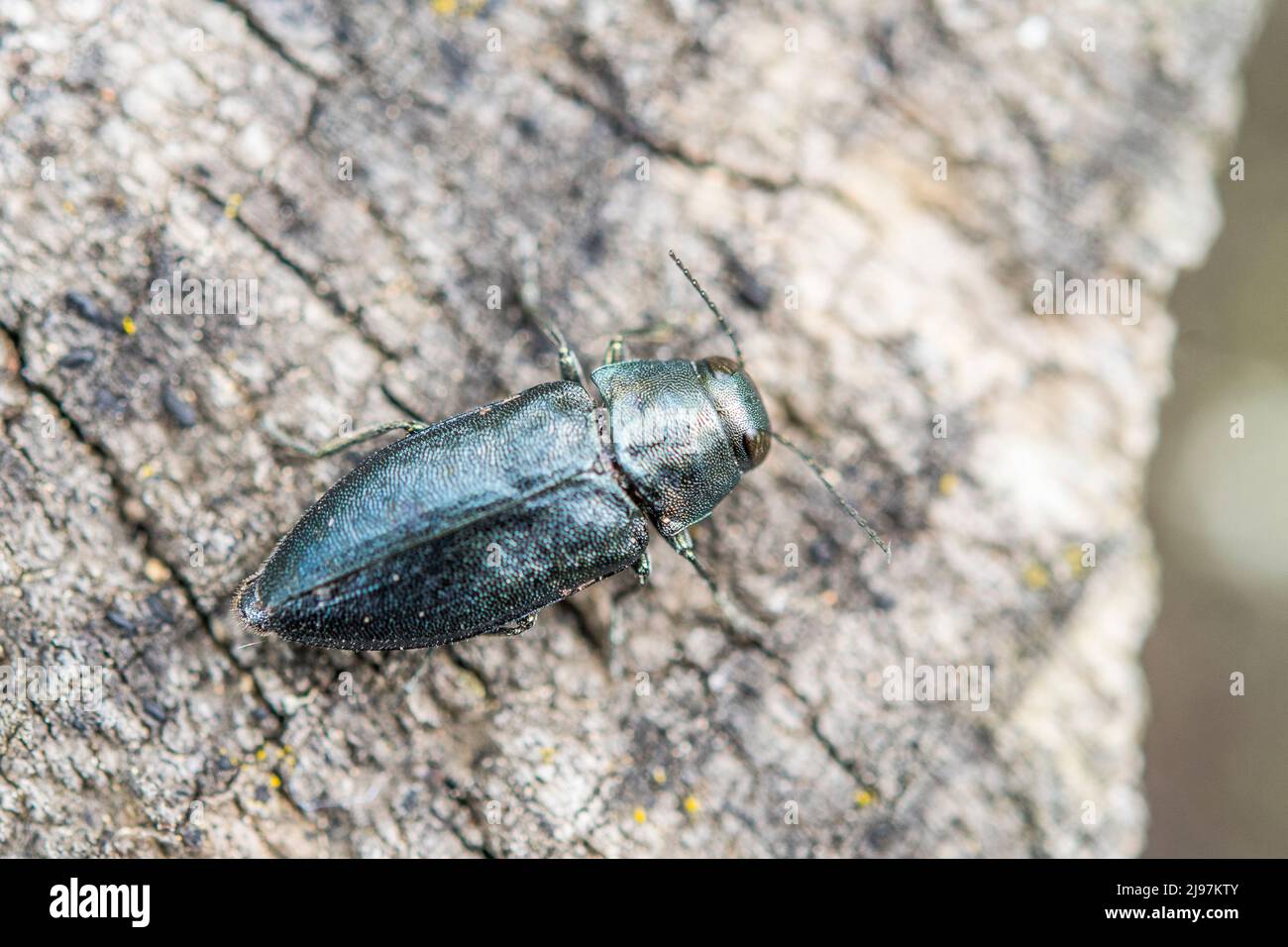 Phaenops cyanea, a beetle, buprestidae Stock Photo - Alamy