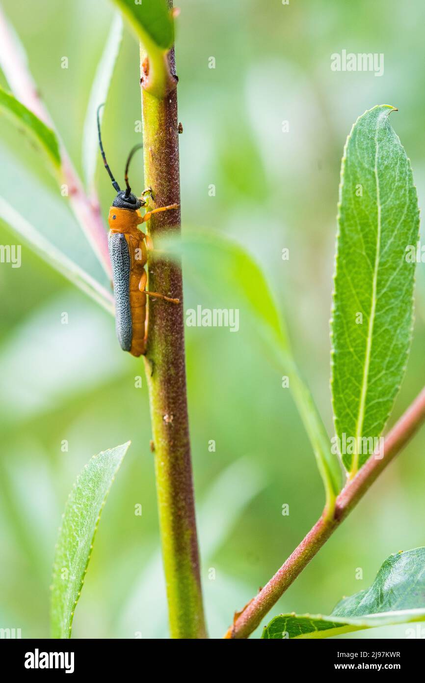 Oberea oculata is a species of beetle in the family Cerambycidae Stock ...