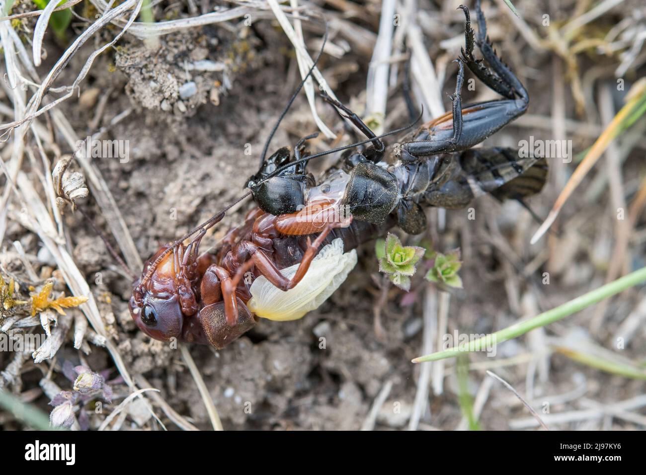 Gryllus campestris, the European field cricket or simply the field ...