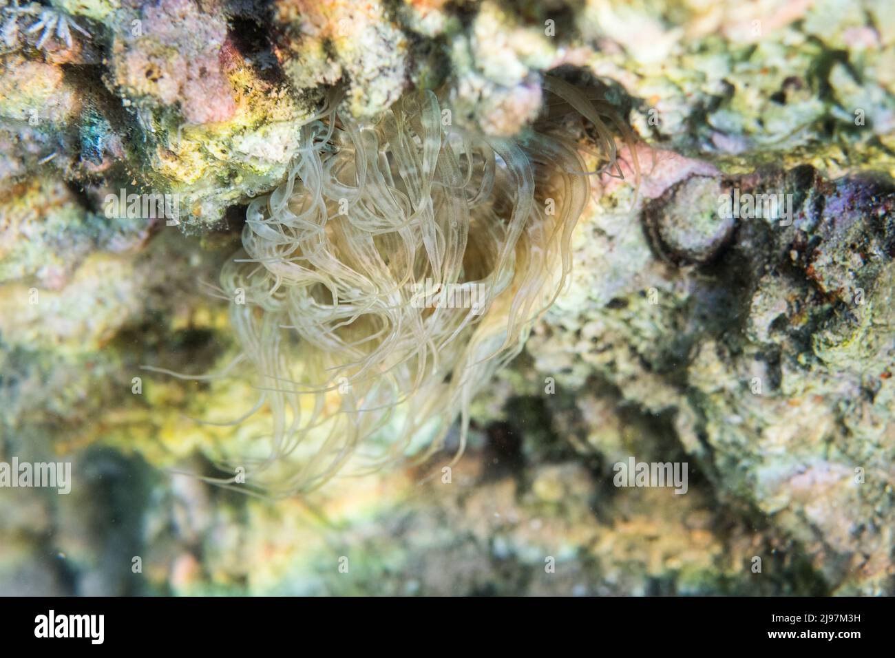 Aiptasia hi-res stock photography and images - Alamy