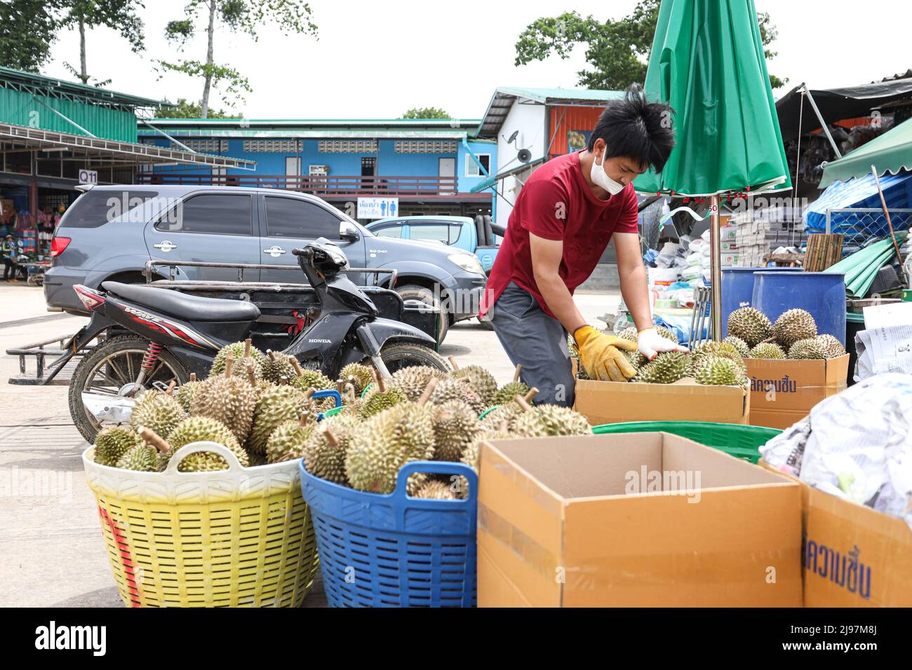 Daun lem hi-res stock photography and images - Alamy