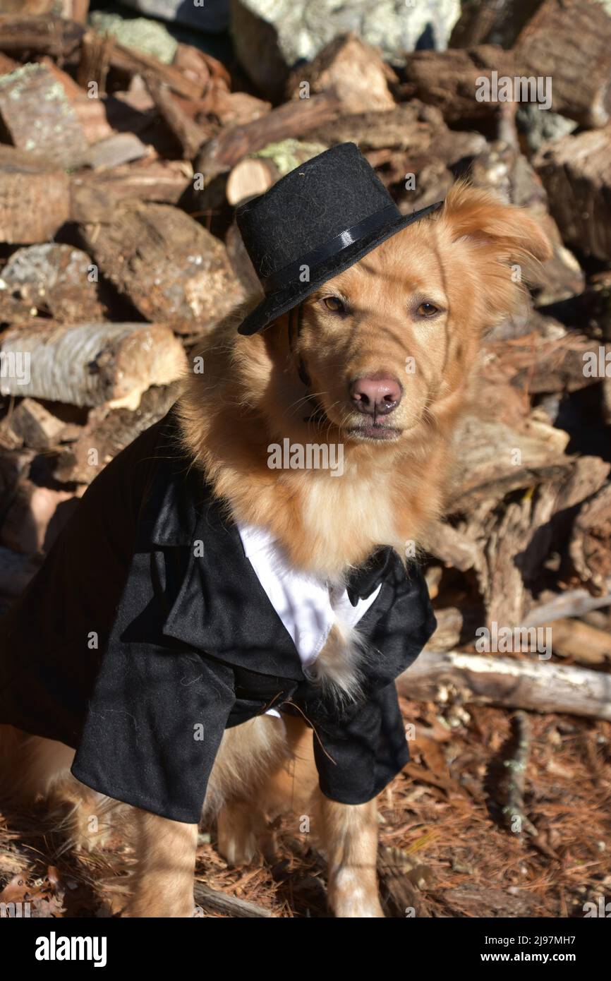 Preacher dog wearing a black top hat and suit for the Halloween holiday ...