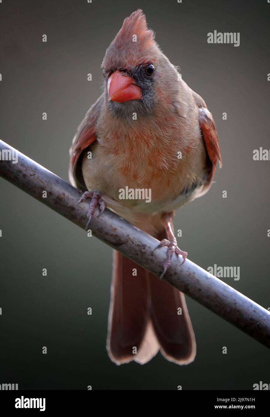 Female Northern Cardinal on a slanting perch Stock Photo - Alamy