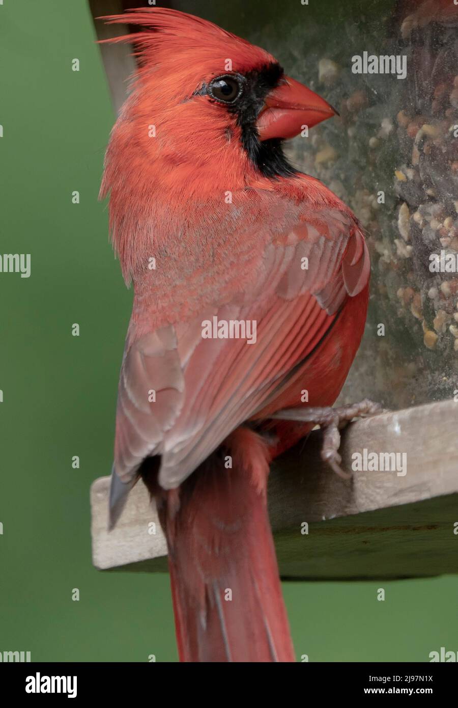 Male Northern Cardinal on the bird feeder Stock Photo - Alamy